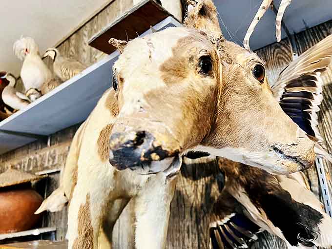 Two heads, one calf, zero explanations needed. Marsh's two-headed calf is the kind of thing you describe to people for years.