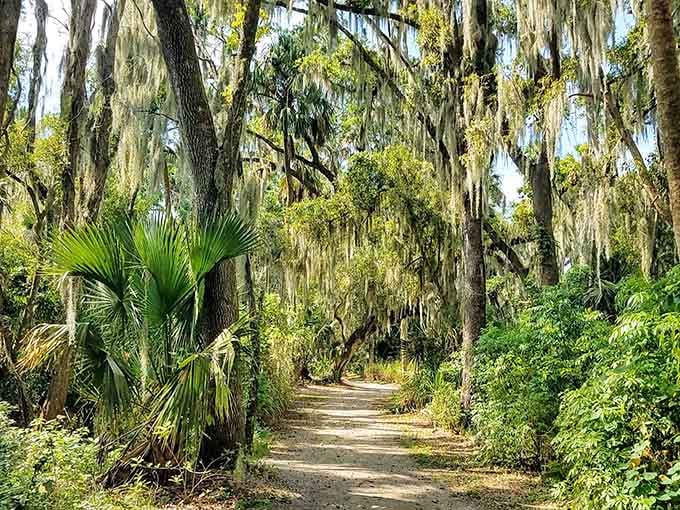 Spanish moss draping over a winding path through Palm Island Park &mdash; nature putting on a full show, no ticket required.