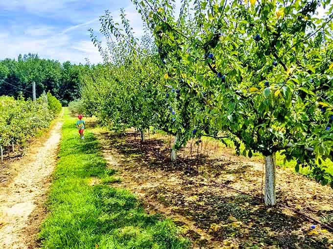 Rows of fruit trees stretch out under a bright South Jersey sky, a reminder that the freshest things in life grow close to home.