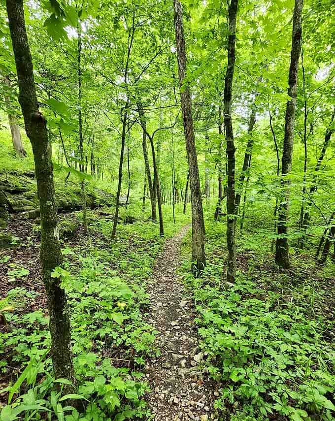 Every shade of green you can imagine, packed into one lush, peaceful corridor through the Missouri Ozarks.