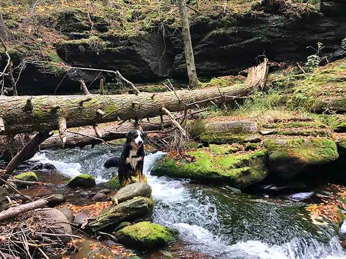 Even the dog knows this place is special. That look says, "I'm never leaving and you can't make me."