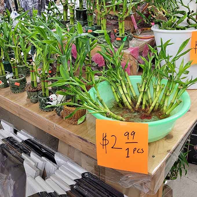 Lucky bamboo plants offering zen and greenery at prices that won't disturb your financial peace of mind.
