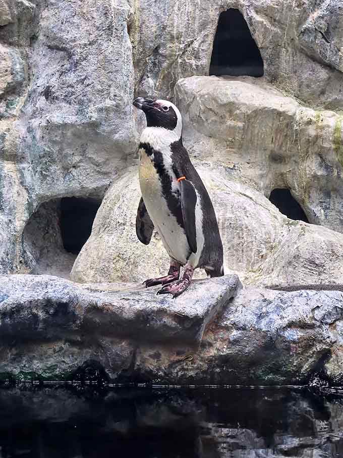 This penguin stands at attention like a tiny tuxedoed maitre d' waiting to seat you at nature's finest establishment.