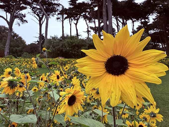 A whole field of sunflowers standing tall and proud, looking like they collectively decided today was going to be a great day.