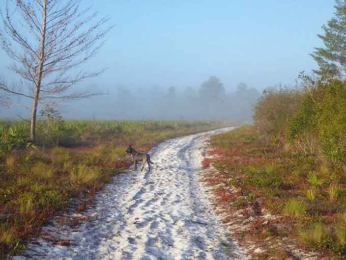 Morning mist transforms sandy trails into something mystical, like walking through a Bob Ross painting that somehow became three-dimensional reality.