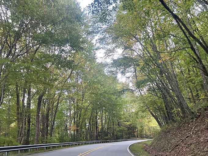 Summer's green canopy creates a natural tunnel that keeps you cool while the views stay hot.
