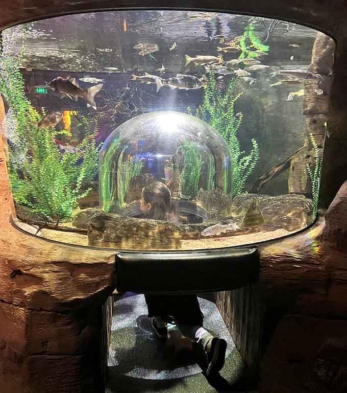 Pop your head into the dome and suddenly you're surrounded by fish wondering who this new neighbor is.
