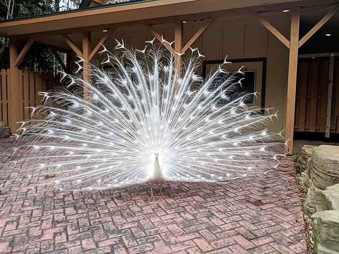 A white peacock fanning out its full display is the kind of sight that stops you mid-sentence and mid-step.