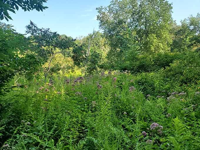 Wildflowers doing their thing in a sunny meadow clearing. Nobody planted these. They just showed up and thrived.