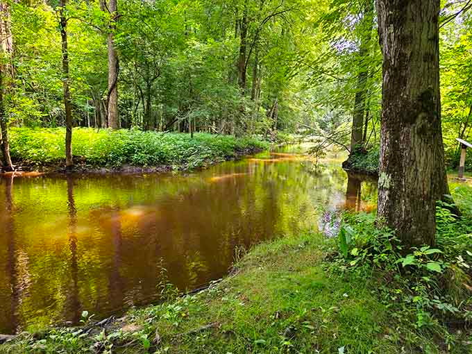 The Cass River moves at its own pace, completely unbothered by your schedule or your to-do list.