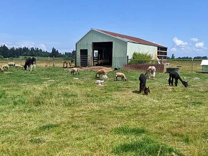 Sheep, alpacas, and a very relaxed cow graze together, living their best lives with zero awareness of deadlines.