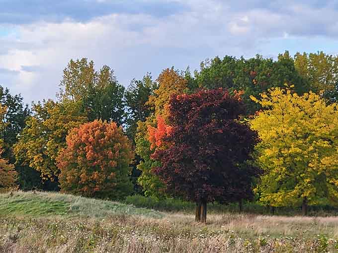 Michigan's fall color palette arrives in full force, bold reds and golds competing for your attention.