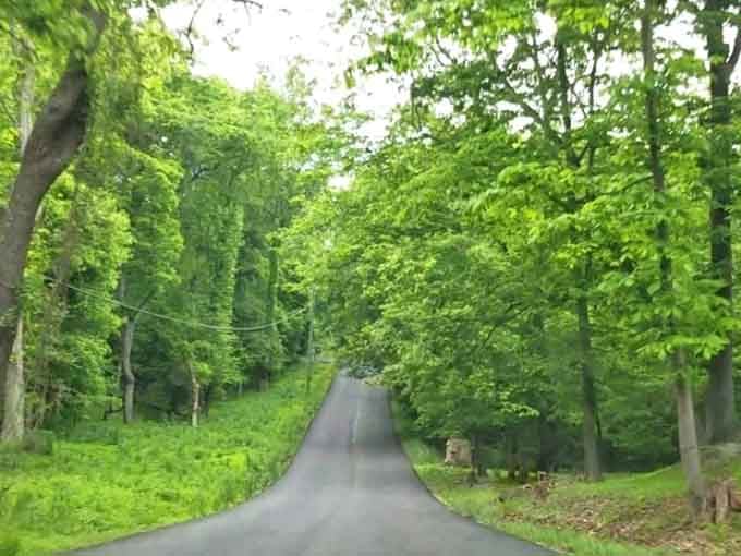 Tall evergreens line one side while bare oaks lean in from the other, creating nature's own welcome arch.