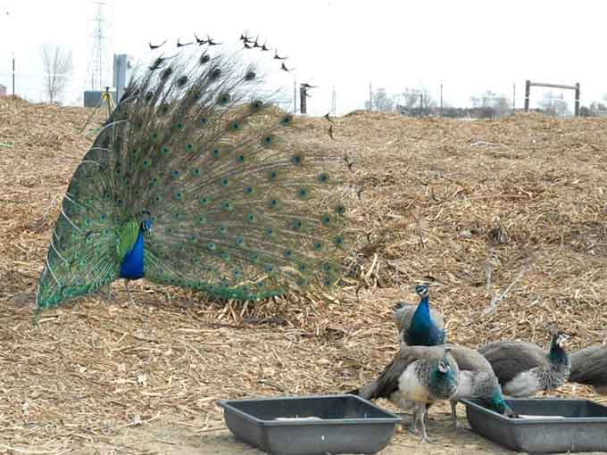 One peacock showing off while the others eat. Classic. Every group has that one friend who can't help themselves.