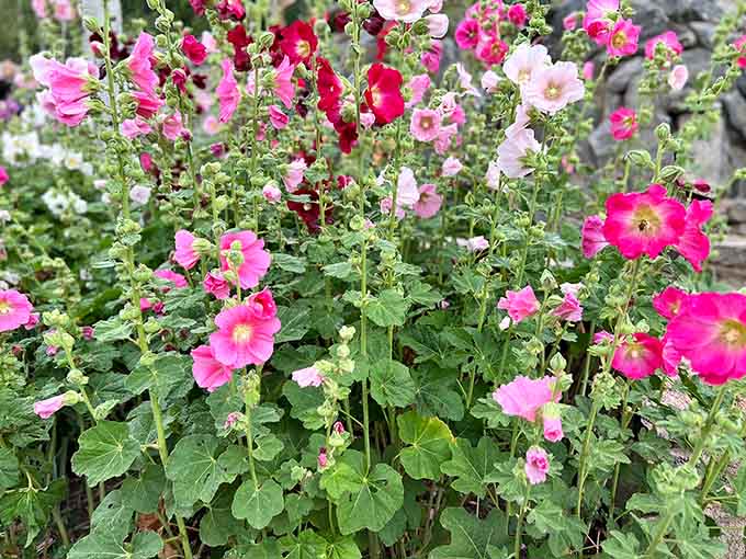 Hollyhocks blooming bright pink against the stone walls, because apparently Strawberry Park decided the scenery needed one more reason to make you stop walking.