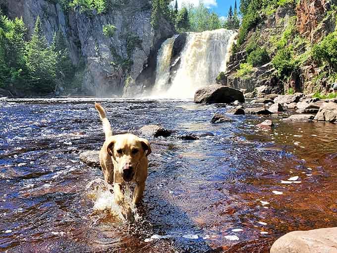 This golden Lab has officially reviewed High Falls and given it four enthusiastic paws up, splashing through every inch of it.