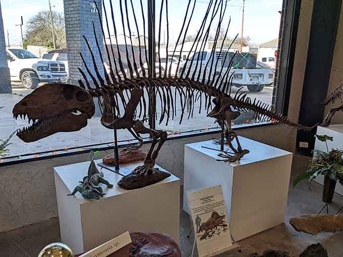 The Dimetrodon skeleton posed by the window is the kind of display that stops you mid-stride.