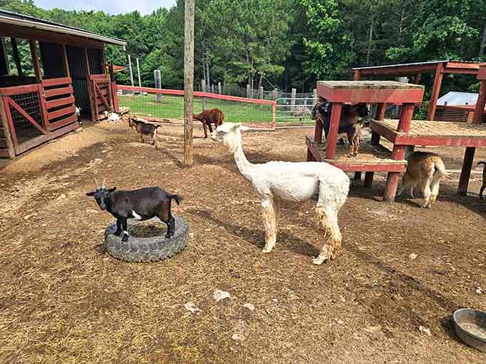 An alpaca and her goat neighbors are living their absolute best lives together, and the energy here is purely delightful.
