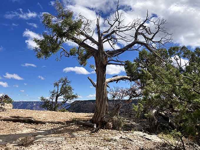 That ancient, gnarled juniper tree has watched more sunsets than any of us ever will, and it knows it.