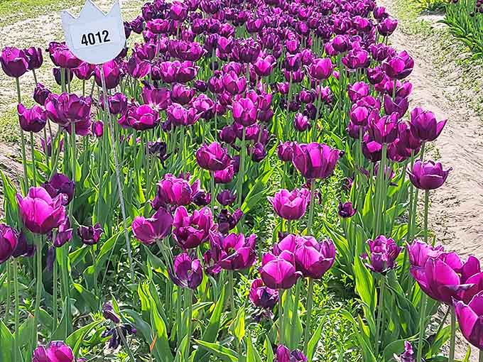 Deep purple triumph tulips standing tall, looking regal enough to make royalty feel a little underdressed.