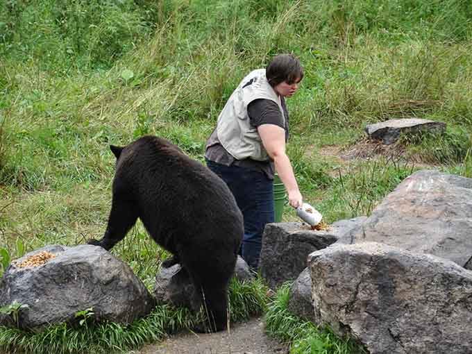 A sanctuary staff member working calmly alongside a bear, demonstrating the remarkable trust built over many decades.