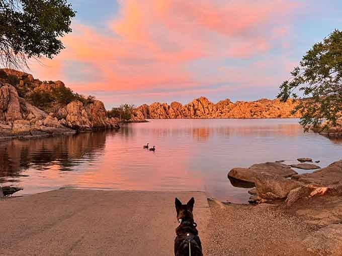 A dog watches the sunset paint Watson Lake in shades of pink and gold. Smart dog.