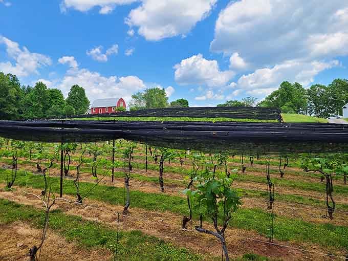Serpent Ridge Vineyard rows stretch toward a red barn, proving Carroll County grows more than just corn.
