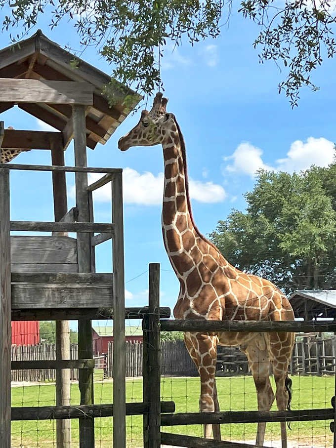 A giraffe reaching for the treetops in Valdosta, Georgia, because why settle for what's at eye level.