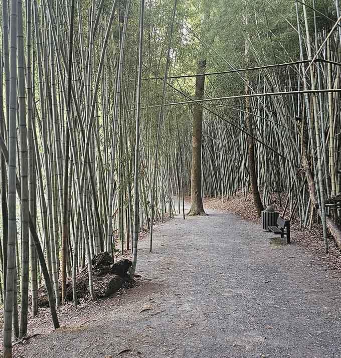 A park bench tucked inside a bamboo cathedral. Sit down, breathe deeply, and let Alabama do its thing.