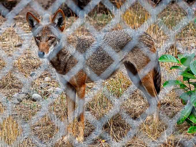 A Mexican gray wolf, one of the rarest mammals in North America, reminding us what we stand to lose without conservation.