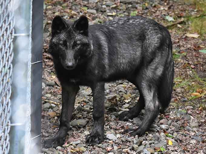 The black wolf moves through the rocks like a shadow that decided to become something magnificent.