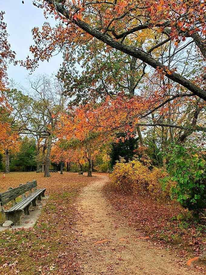 Fiery orange branches arch dramatically over Parvin's leaf-strewn path, turning an ordinary walk into something genuinely unforgettable.
