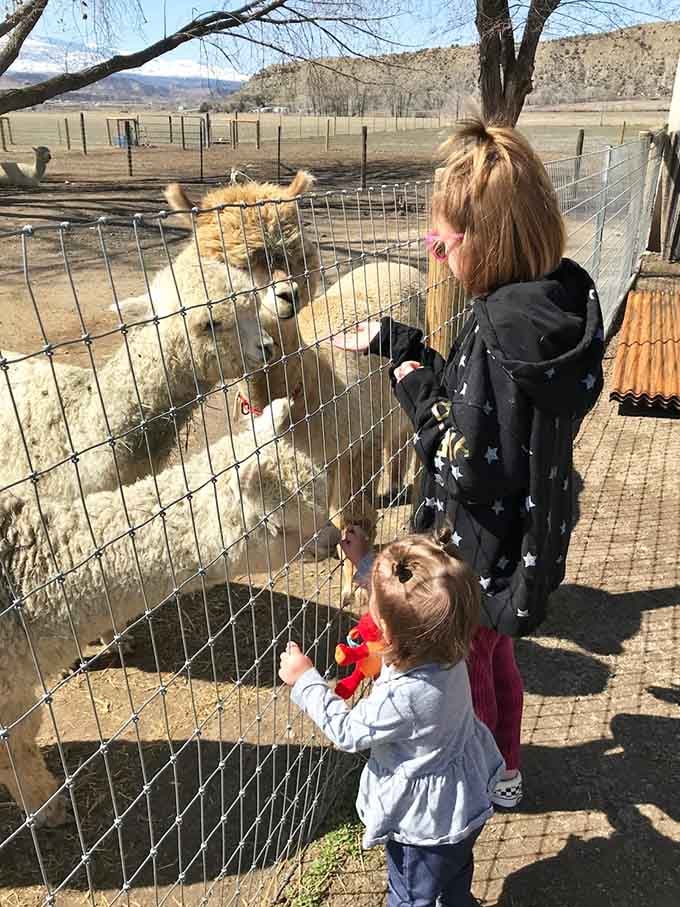 Young visitors discover that alpacas are surprisingly gentle teachers in the art of patience and proper snack-sharing etiquette.