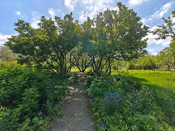 A shaded gravel path disappearing beneath leafy trees feels like a quiet invitation you really shouldn't turn down.