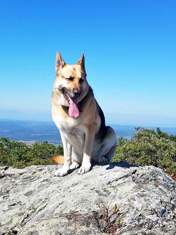 This happy hiker just conquered a mountain and clearly knows it&mdash;that's the face of pure canine accomplishment right there.