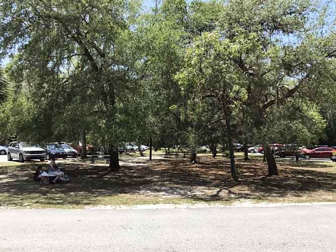 Even the parking lot is shaded and peaceful here. Alexander Springs starts impressing you before you even get out of the car.