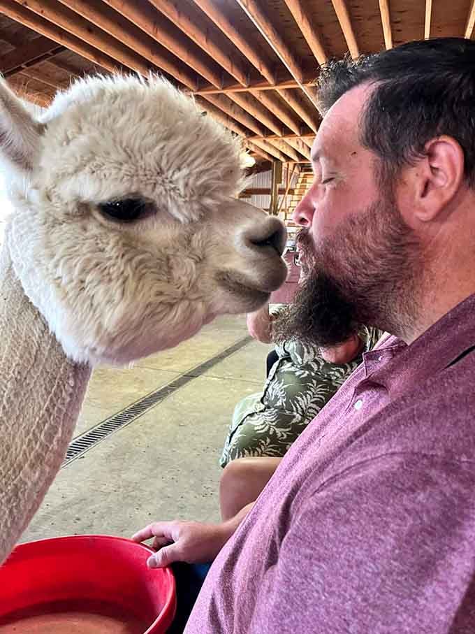 Face-to-face with an alpaca creates a moment of connection that's surprisingly profound and utterly delightful.