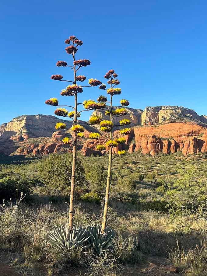An agave plant reaching for the sky with red rock formations behind it. Arizona's version of a standing ovation.