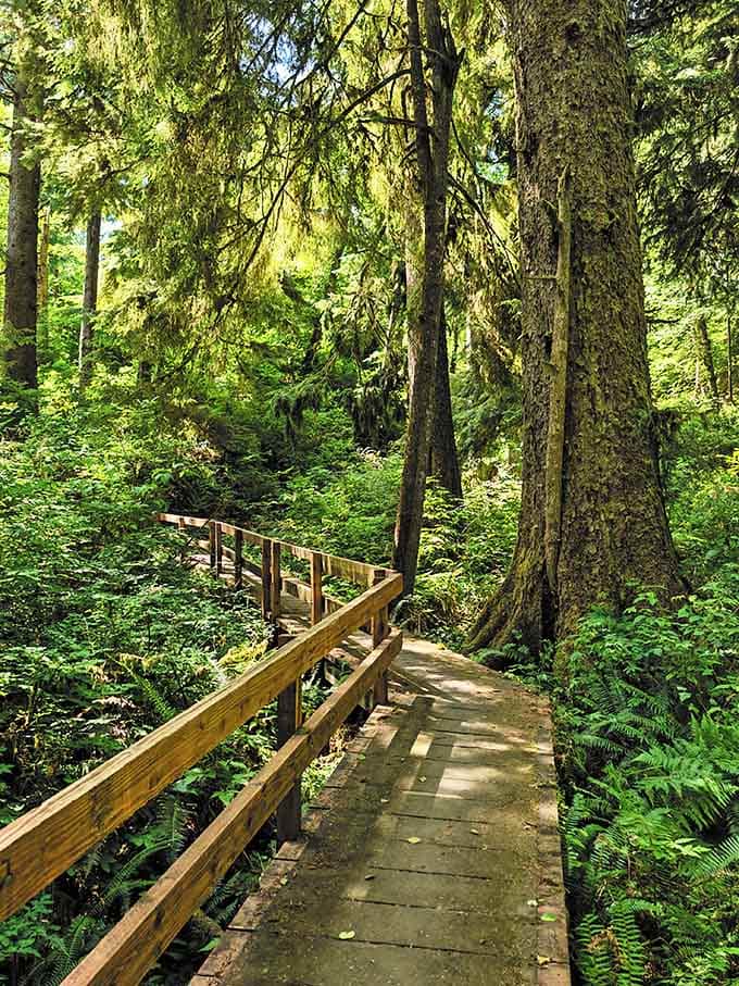 Cathedral Tree Trail leads into old-growth forest where nature's skyscrapers dwarf human concerns and refresh weary souls.