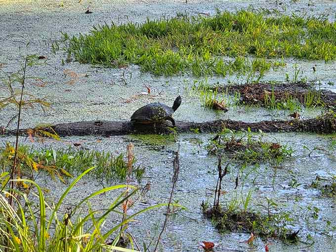 A turtle sunning itself on a log, living the kind of unhurried life we all secretly aspire to.