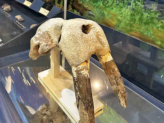 A walrus skull that traveled through millions of years just to end up fascinating you on a Tuesday afternoon.
