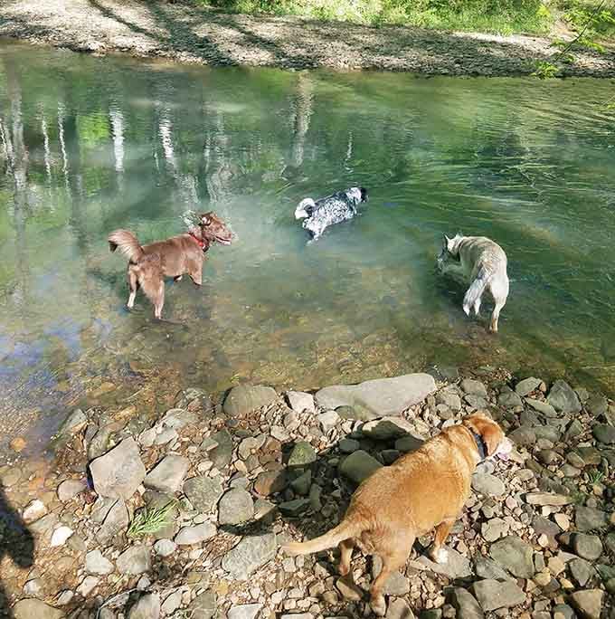 Even the dogs figured out that Bell Smith Springs is the best place in the state.