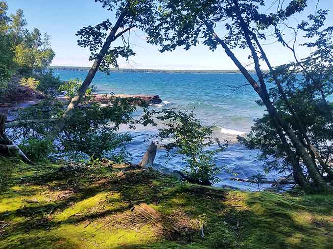 Bright blue water framed by mossy ground and leaning trees. Nature composed this one carefully.