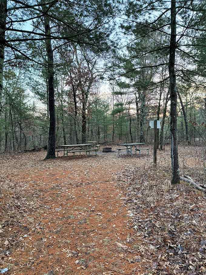 Picnic tables in the pines, because even nature lovers need somewhere to set their sandwiches down.