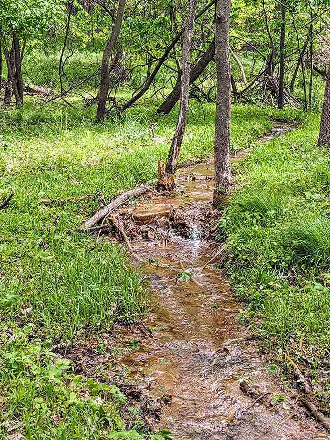 A little creek threading through the green woods, moving at exactly the pace you wish your whole week could move.