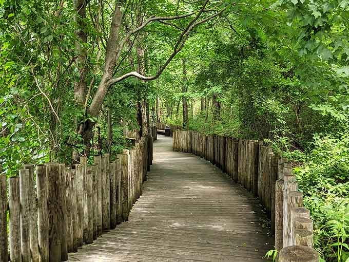 A wooden boardwalk curving through lush green forest. Every step forward feels like the zoo has another secret waiting.