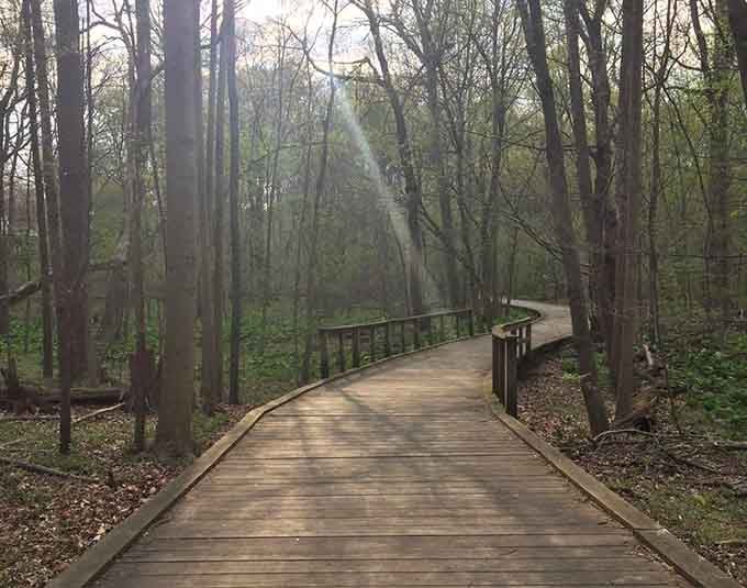 This boardwalk through the spring woods feels like the opening scene of a very good nature documentary.