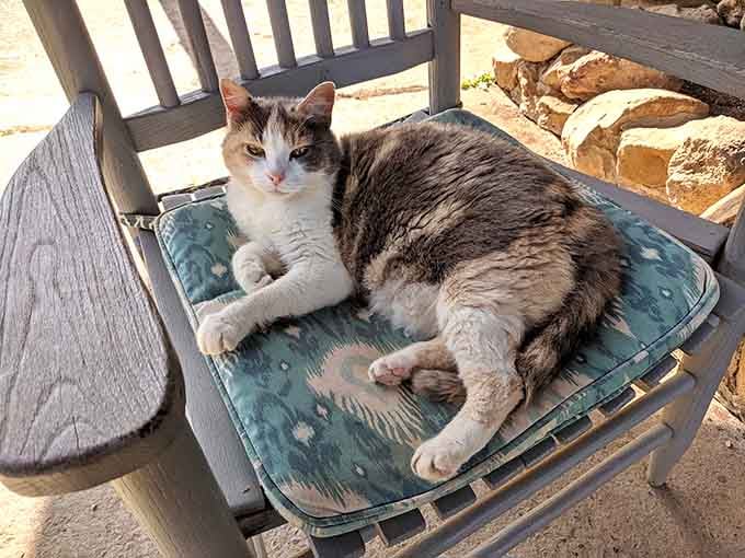The ranch cat has claimed the best seat on the property and absolutely knows it.