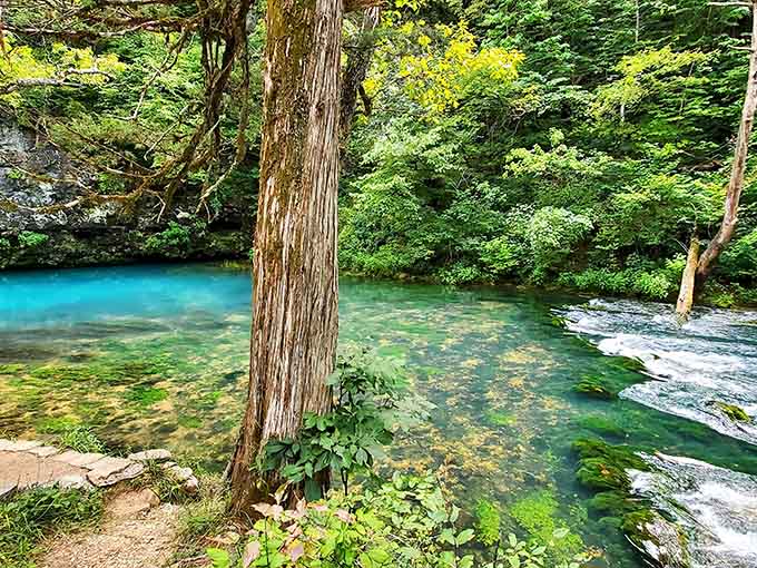 That electric blue spring pool framed by cedar and green canopy is nature showing off without apology.