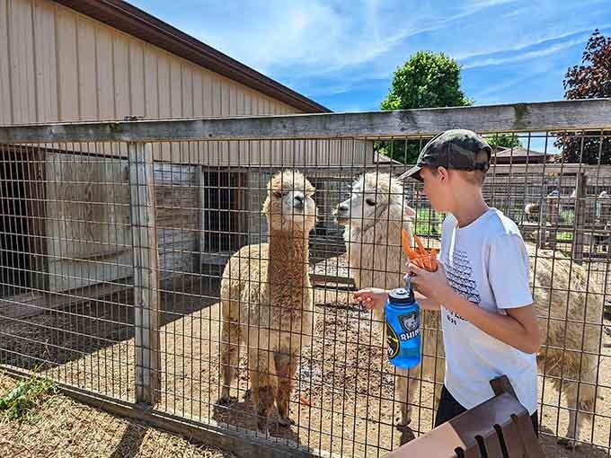 Alpacas accepting carrot offerings with the quiet confidence of animals who know exactly how charming they are.